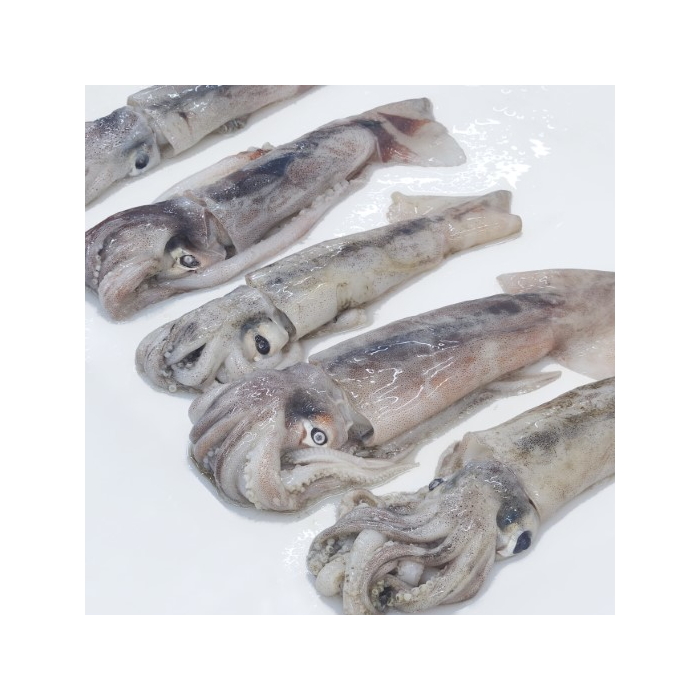 Squid NZ Arrow 200-400g Whole Jig Caught 1kg Pack/Frozen | Solander ...