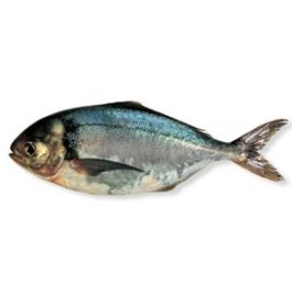 Blue Warehou Gilled & Gutted 1kg/Fresh | Solander Gourmet Seafood ...