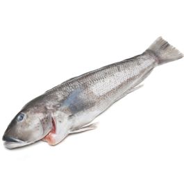 Buy NZ Blue Cod - Fresh, Whole - 1 Kg | Solander Gourmet Seafood Online, NZ