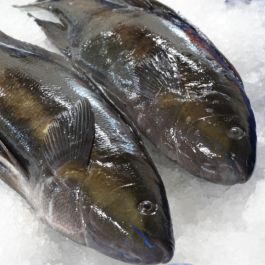 Butterfish Gutted Per 1kg/Fresh | Solander Gourmet Seafood Online, NZ