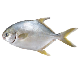 Golden Pompano Whole Per 1kg/Frozen | Solander Gourmet Seafood Online, NZ