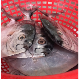 Moonfish Round Whole (6-8 pieces per kg) 1kg Pack/Frozen | Solander ...