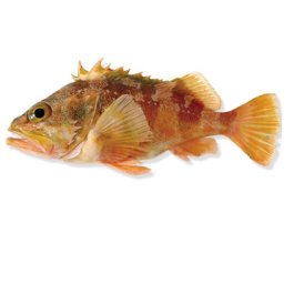 Sea Perch Gilled & Gutted Per Kg/Fresh | Solander Gourmet Seafood ...