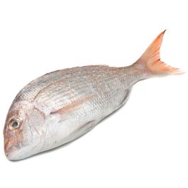 Buy Snapper - Fresh, Whole 1Kg | Solander Gourmet Seafood Online, NZ
