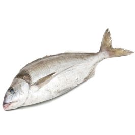 Buy Fresh Tarakihi - 1kg Gilled & Gutted | Solander Gourmet Seafood ...