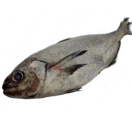 White Warehou Gilled & Gutted 1kg/Fresh | Solander Gourmet Seafood ...