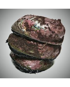 Buy Paua - Wild Paua Fresh, Paua Meat | Solander Gourmet Seafood Online, NZ