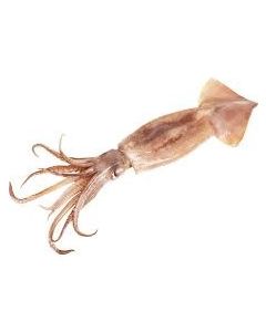 Squid/Octopus - Frozen Fish | Solander Gourmet Seafood Online, NZ